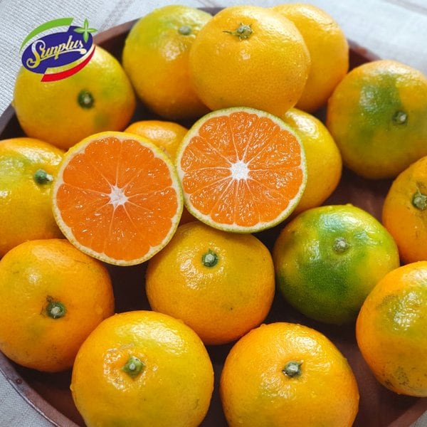 [블랙 프리미엄] 농협 썬플러스 감귤 5kg (로얄/2S) - SSG.COM