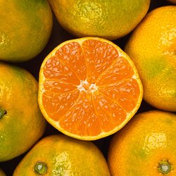 [산지직송] 제주 귤 노지감귤 2.5kg 로얄과(2S-M) - SSG.COM