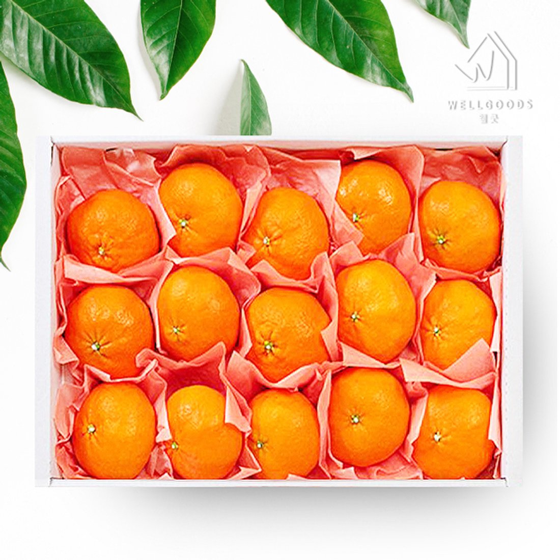 [웰굿]제주직송 레드향 선물세트 1.5kg(10-12과,소과), 믿고 사는 즐거움 SSG.COM