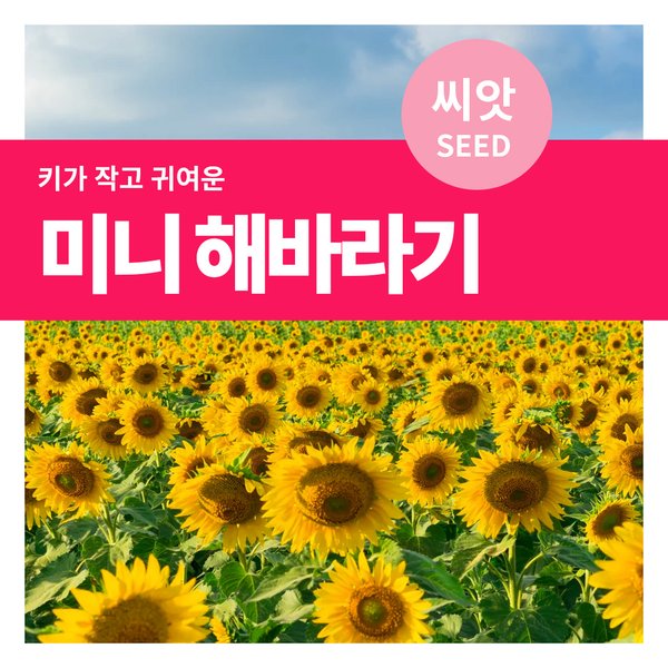 미니 해바라기 씨앗 10립(2g) - SSG.COM