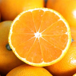 비파괴 당도선별 비가림 하우스 감귤 2.5Kg 13brix이상 (2S~M) - SSG.COM