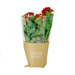 국화10cm포트(BFA) - SSG.COM