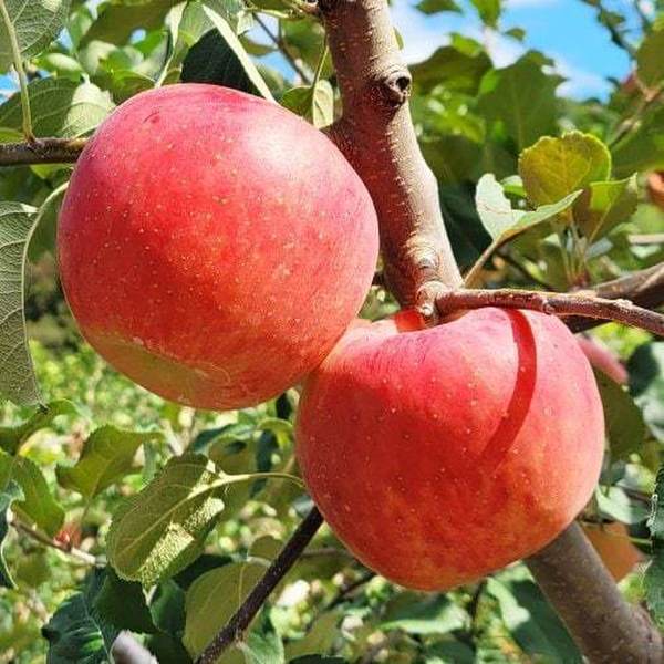 자연에서바로 경북 부사 주스용 흠과 못난이사과 가정용 대과 3kg(6-10과) - SSG.COM