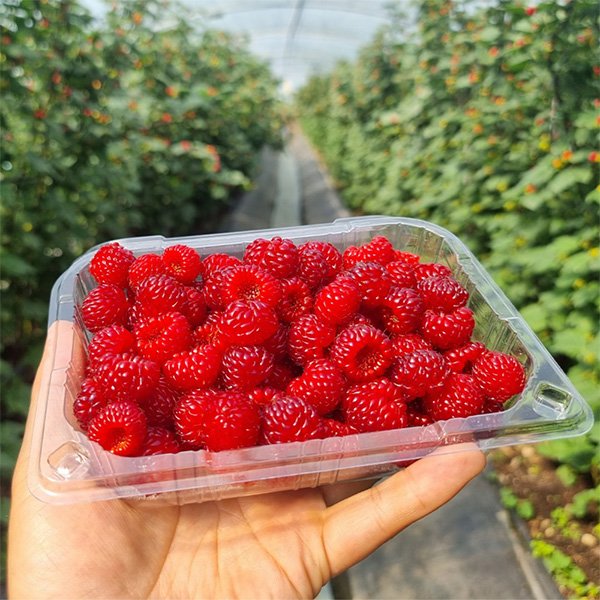 신선한 산딸기 생과 500g (250gx2팩) - SSG.COM