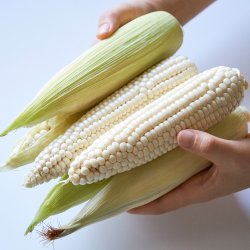 강원 냉동 찐 미백 찰옥수수 1팩(3송이)(개당16-20cm) - SSG.COM