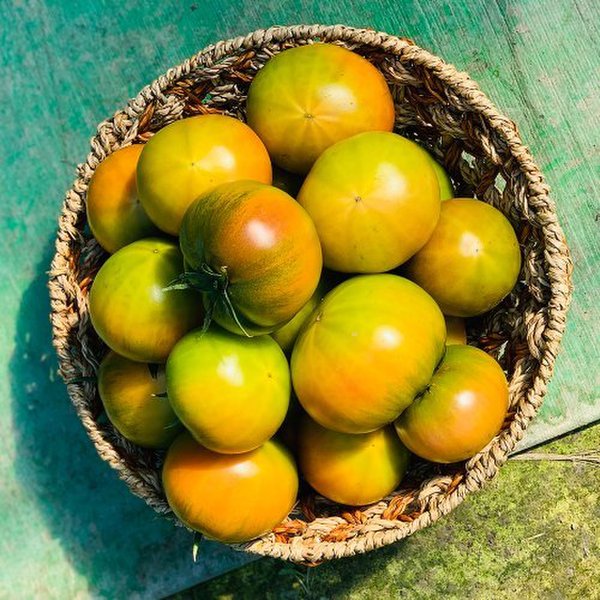 부산 대저 단짠 짭짤이 토마토 2.5kg (2S~3S) - SSG.COM