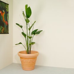 테라플라스트 페스토나토 클래식 30cm - SSG.COM