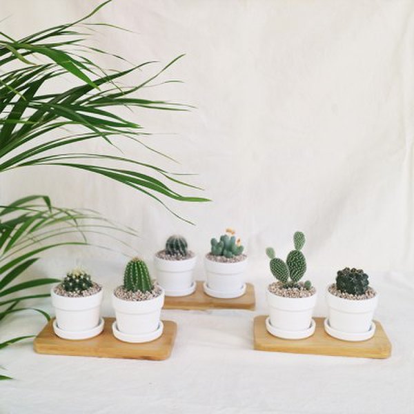 2ea 1set) 초미니 다육이 선인장 - 우드트레이 포함 완제품 - SSG.COM