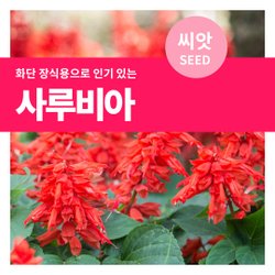 사루비아 꽃씨 씨앗 1.2g - SSG.COM