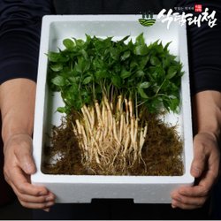 성기빈농부 수경재배 새싹삼 50뿌리(20cm이상) 약60g - SSG.COM