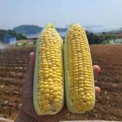 [산지직송] 의령 프리미엄 깐(완벽손질) 초당옥수수 한입20개(5cm이상) - SSG.COM