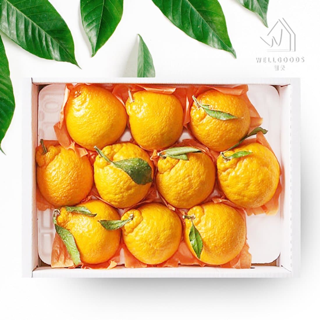 [웰굿]제주직송 한라봉 선물세트 1.5kg(10-12과,소과), 믿고 사는 즐거움 SSG.COM