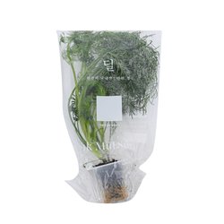 뿌리가 살아있는 딜 18g - SSG.COM