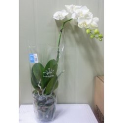 BFA 호접난 - SSG.COM