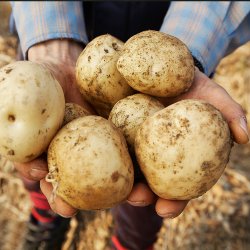 포슬포슬 두백감자 3kg 중대 - SSG.COM