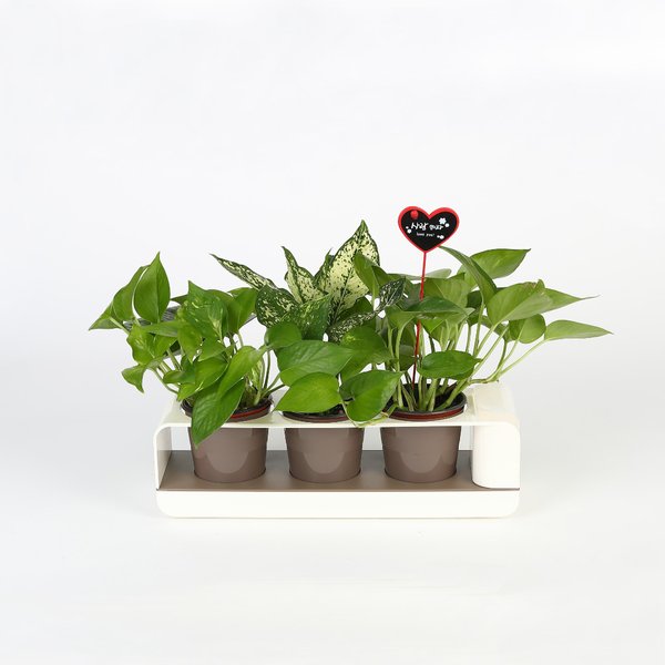 그린플러스 플라스틱 저면관수 사무실 파티션 화분 - SSG.COM