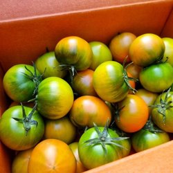 T [대저농협인증 정품] 산지직송 대저 짭짤이토마토 2.5kg 로열과(2S... - SSG.COM