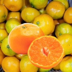 포미식탁 제주 고당도 밀감 하우스 감귤 가정용 5kg 소과 (2S) - SSG.COM