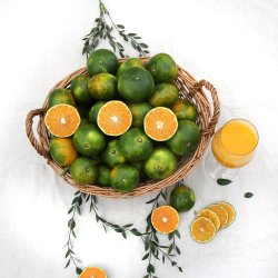 대진작목반 극조생 제주 감귤 2kg(2S-M) - SSG.COM