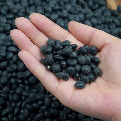 채운_서리태 1kg - SSG.COM