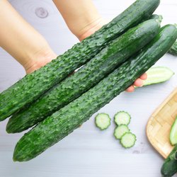 국내산 가시오이 2kg - SSG.COM