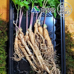 [지리산함양]지리산에서 키운 35cm 3년근 황제새싹삼 50g내외(10-20수) - SSG.COM