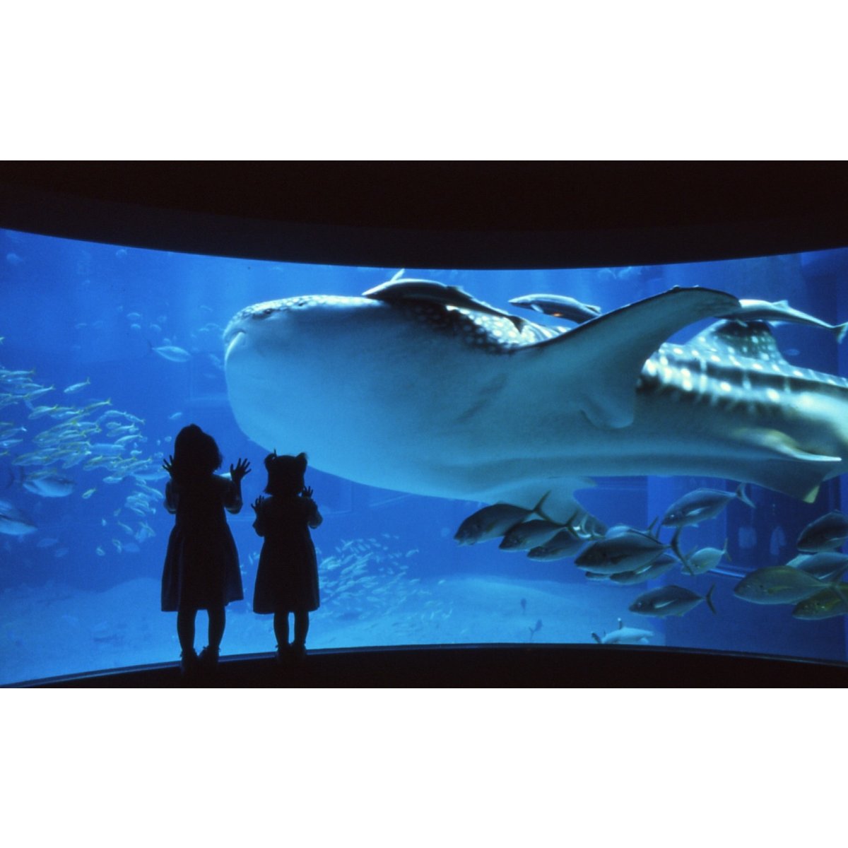 [제주출발/우리끼리] 오사카/고베/교토 4일 시내중심2박 뷰맛집루프탑스파 호빵맨뮤지엄 고베필수코스포함 오사카인기코스 카이유칸수족관 주택박물관 금빛교토 USJ즐기기 - SSG.COM