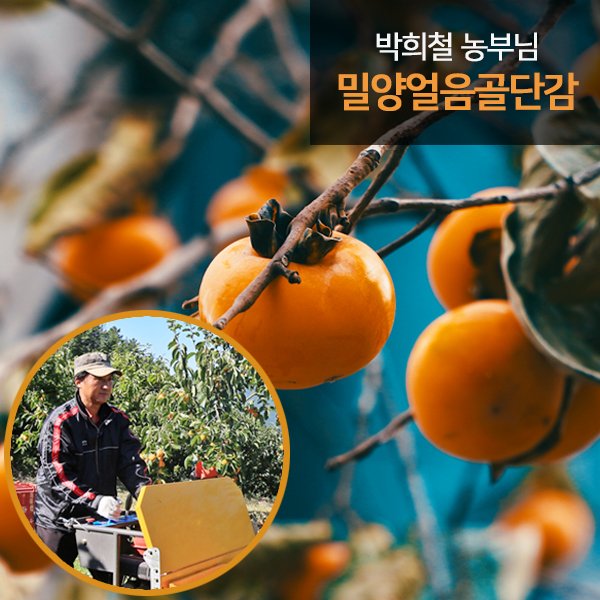 [참다올][GAP인증]밀양얼음골 단감 10kg(37-40과) - SSG.COM