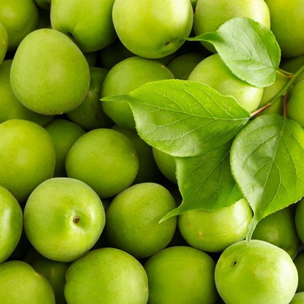 2023년 수확 하동 청매실 대 10kg GAP인증 - SSG.COM