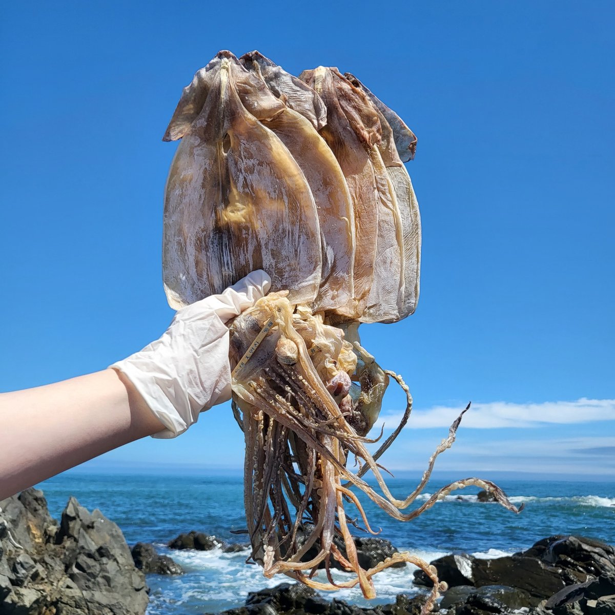 마른오징어 5마리 420g - SSG.COM