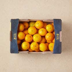 가을 하우스 감귤 1.7kg 박스 - SSG.COM