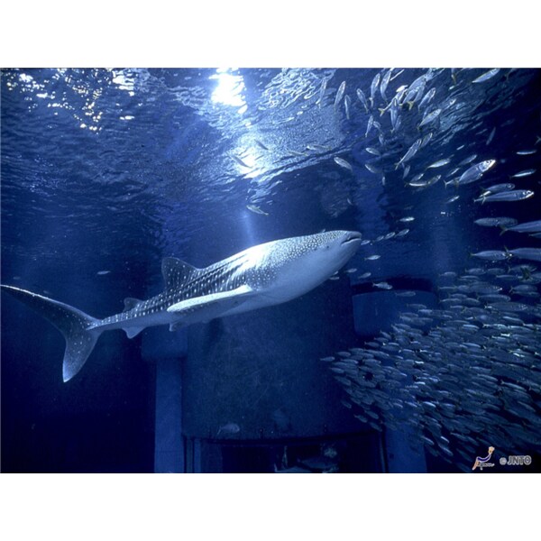 [얼리버드][8명한정][패밀리추천USJ특가] 오사카/교토/아라시야마 4일 - SSG.COM