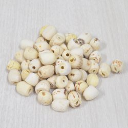 연자육속씨(거피) 600g - SSG.COM