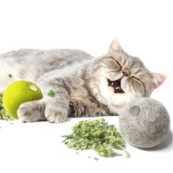 캣닙플라워 볼 2p - SSG.COM