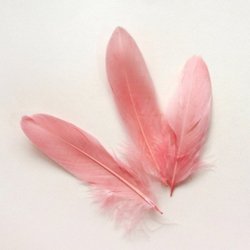 연한코랄깃털(M) 5p - SSG.COM