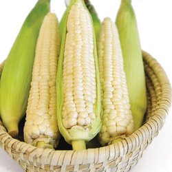 괴산 대학 찰옥수수 특 20개(16-20cm) - SSG.COM