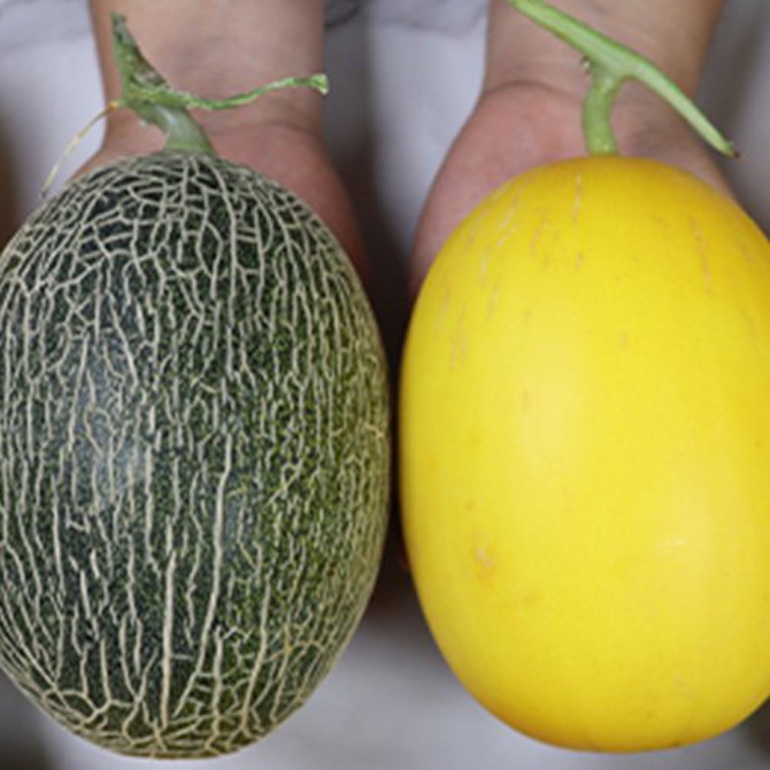 당도높은 고령 골드하미과3k(3-6과), 믿고 사는 즐거움 SSG.COM