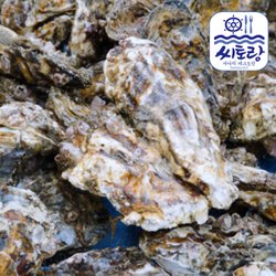 고흥 자연산 종패 석화(각굴) 특산품 5kg - SSG.COM