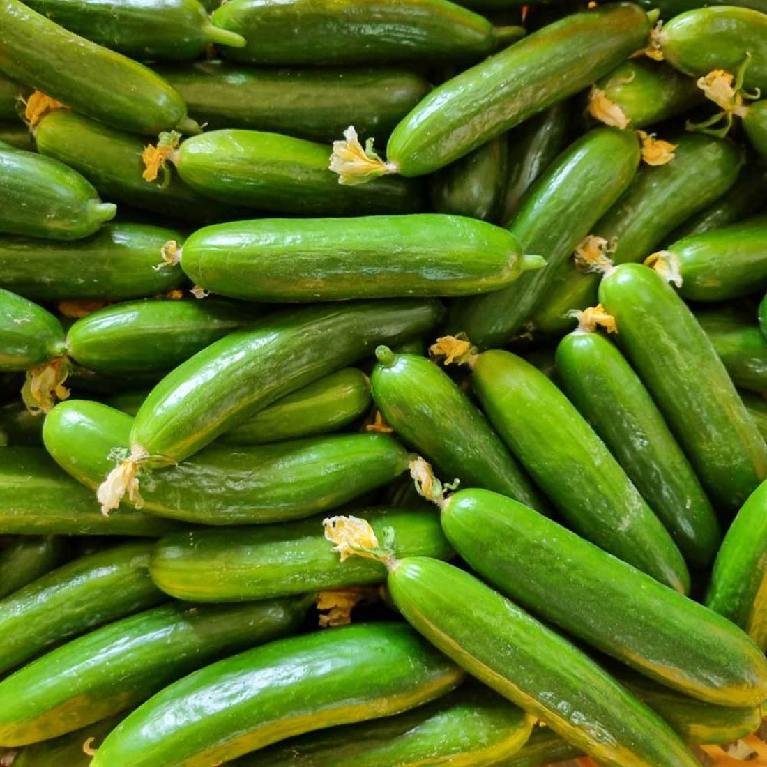 국내산 수분가득 미니오이 스낵오이 1kg(15개 내외) GAP인증, 믿고 사는 즐거움 SSG.COM