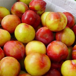 하우스자두 5kg - SSG.COM