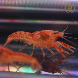 미니 오렌지 가재 3 cm 내외 - SSG.COM