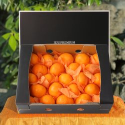 명품제주 프리미엄 카라향 선물세트 2.5kg 중대과 - SSG.COM