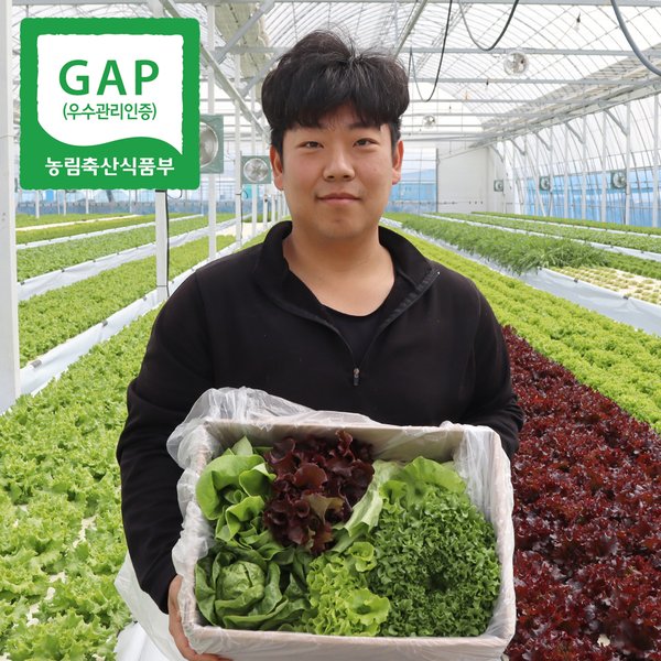[GAP인증/품질보장] 수경재배 유럽샐러드 상추 모듬쌈채소 1kg (4-6종) 당일수확 무료배송 - SSG.COM