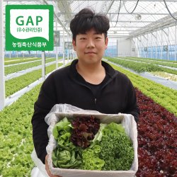 [GAP인증/품질보장] 수경재배 유럽샐러드 상추 모듬쌈채소 1kg (4-6종) 당일수확 무료배송 - SSG.COM