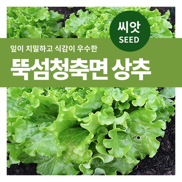 뚝섬청축면 상추 씨앗 3g - SSG.COM