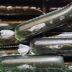 완도 찰매생이 200g - SSG.COM