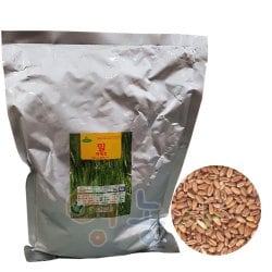재배 밀씨앗 500g - SSG.COM