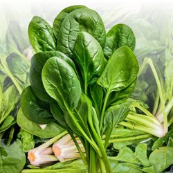 포미식탁 헤풍맞은 남해 햇 시금치 보물초 1.5kg - SSG.COM