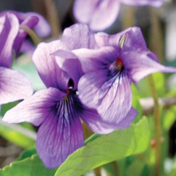 제비꽃과 비올라 야생화 꽃씨 종자 품종 씨앗 5000립 - SSG.COM