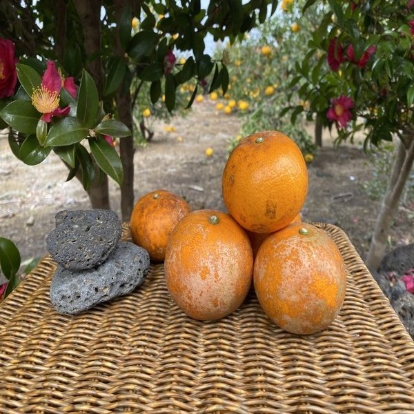 못난이 천혜향 4.5kg - SSG.COM